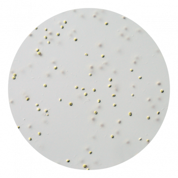 Microalgae for Different Feed Applications - Allmicroalgae