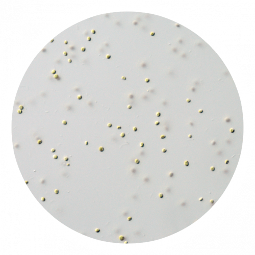 Our Species of Microalgae Produced – Allmicroalgae