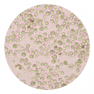 Our Species of Microalgae Produced – Allmicroalgae