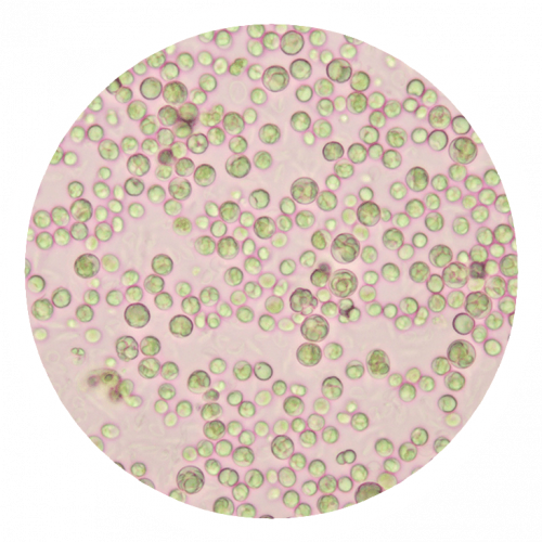 Our Species of Microalgae Produced – Allmicroalgae