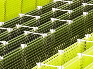 Our Industrial Microalgae Species Production Process - Allmicroalgae