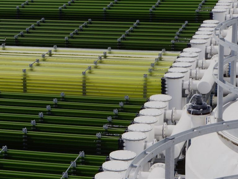 Our Industrial Microalgae Species Production Process - Allmicroalgae