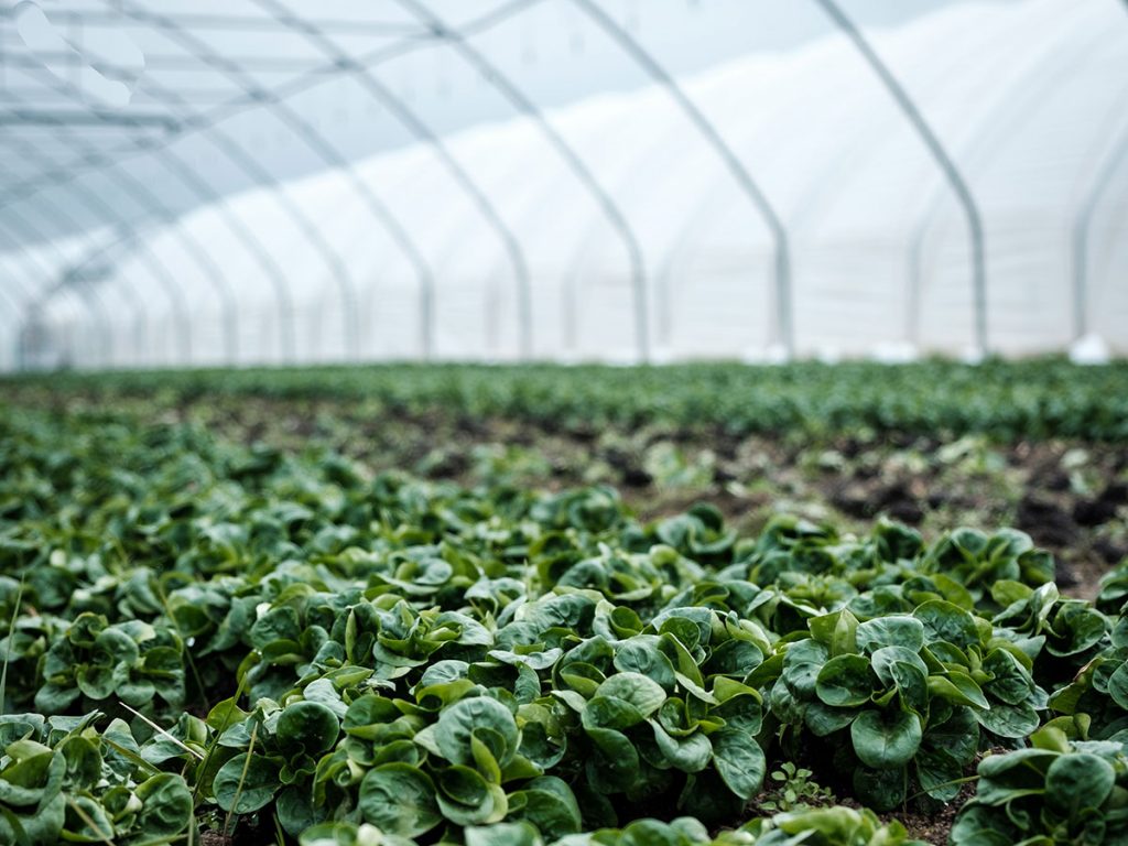 Organic Biofertilizers and Biostimulants Composed of Algae - Allmicroalgae