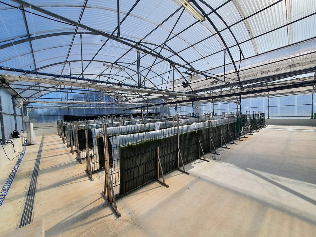 Our Industrial Microalgae Species Production Process - Allmicroalgae