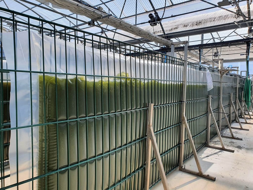 Our Industrial Microalgae Species Production Process - Allmicroalgae