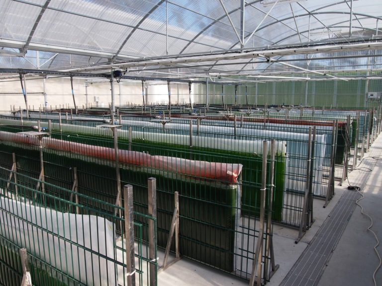 Our Industrial Microalgae Species Production Process - Allmicroalgae