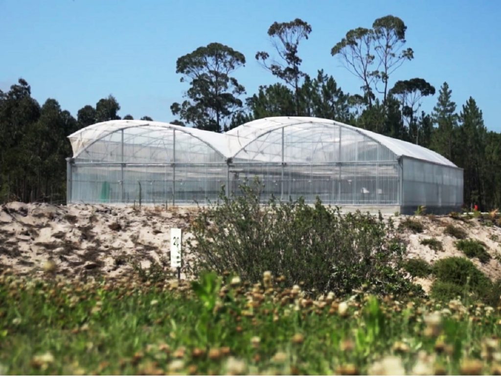 Our Industrial Microalgae Species Production Process - Allmicroalgae