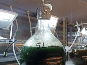 Our Industrial Spirulina Species Production Process - Allmicroalgae