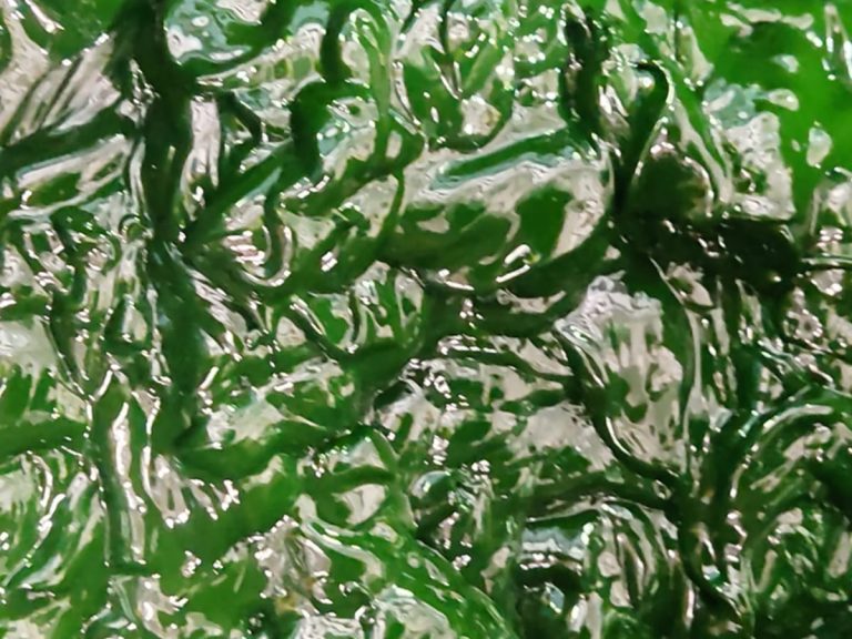 Our Industrial Microalgae Species Production Process - Allmicroalgae