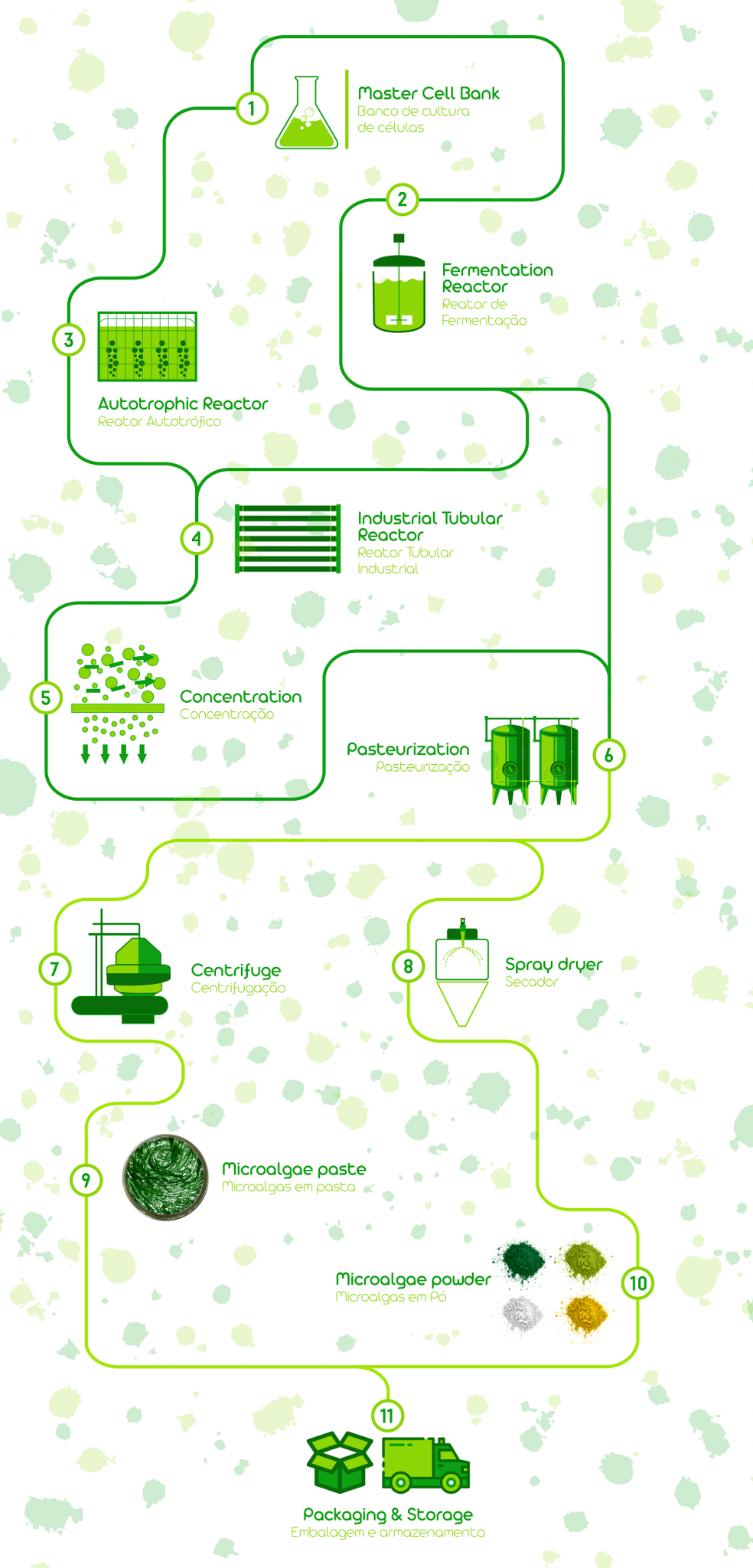 Our Industrial Microalgae Species Production Process - Allmicroalgae