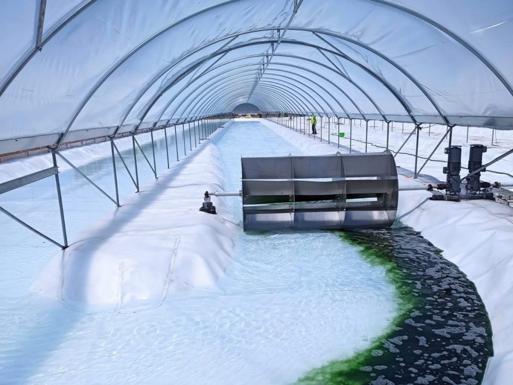 Our Industrial Spirulina Species Production Process - Allmicroalgae