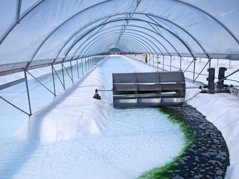 Our Industrial Spirulina Species Production Process - Allmicroalgae