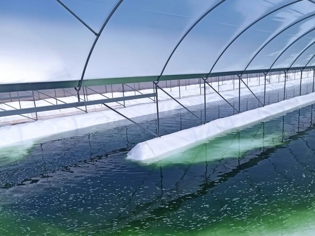 Our Industrial Spirulina Species Production Process - Allmicroalgae