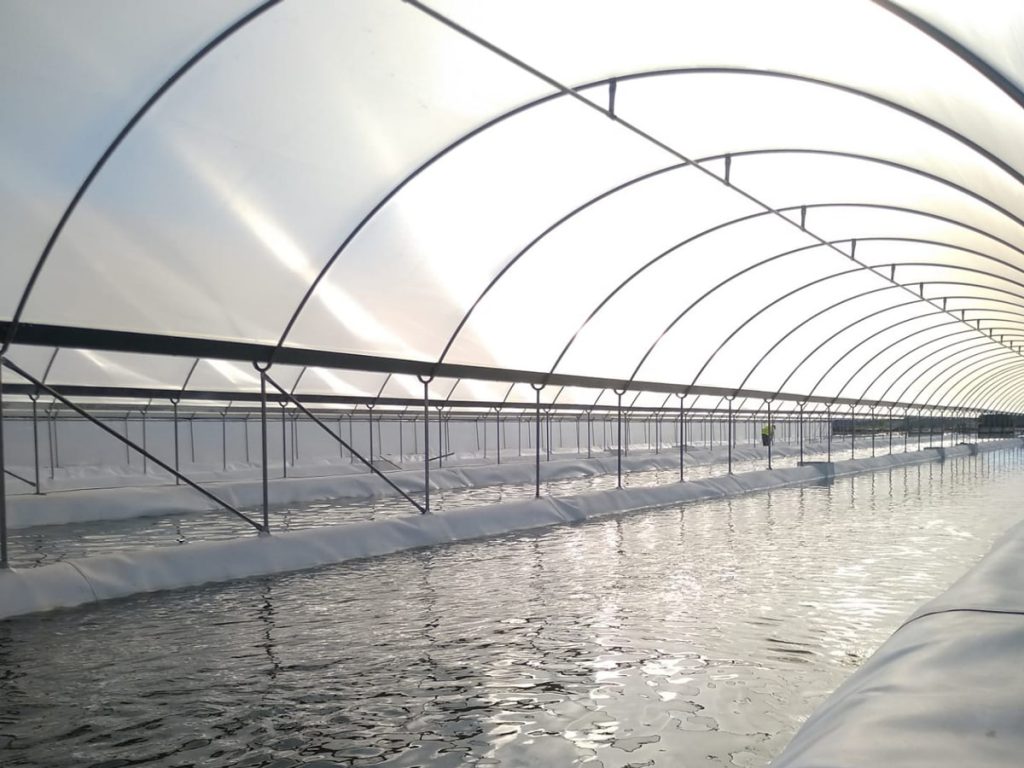 Our Industrial Spirulina Species Production Process - Allmicroalgae