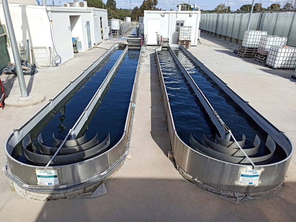 Our Industrial Spirulina Species Production Process - Allmicroalgae