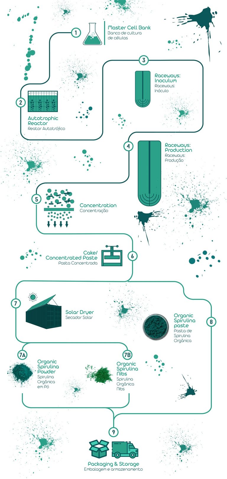 Our Industrial Spirulina Species Production Process - Allmicroalgae