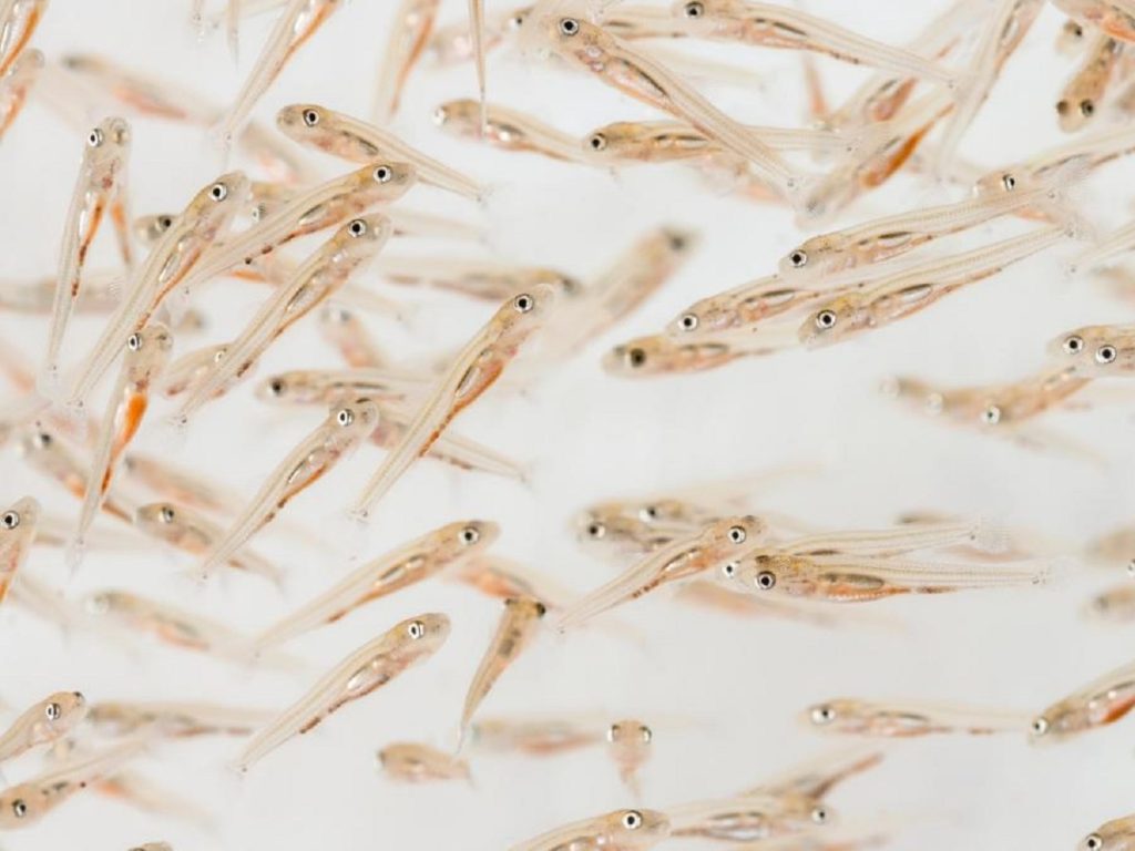 Microalgae for Different Feed Applications - Allmicroalgae