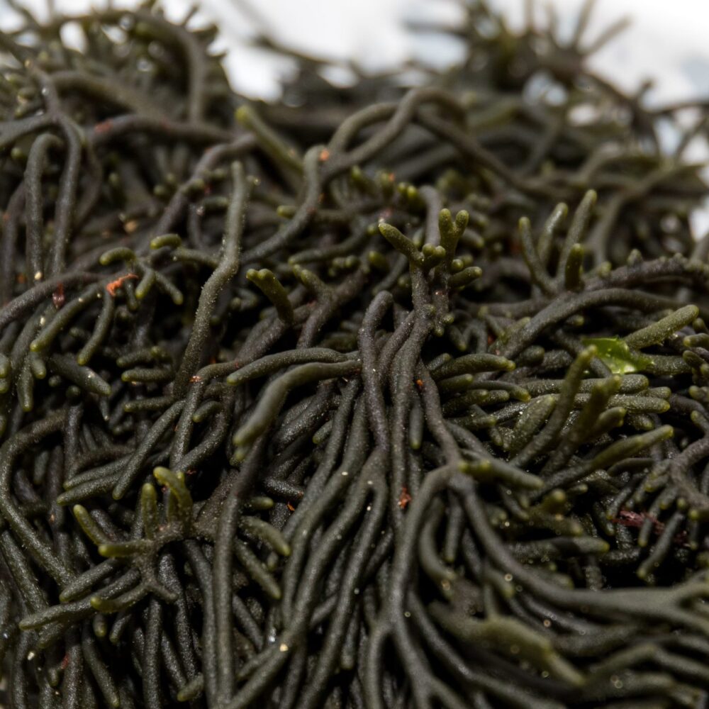 Cultivating Sustainable Microalgae Solutions – Allmicralgae